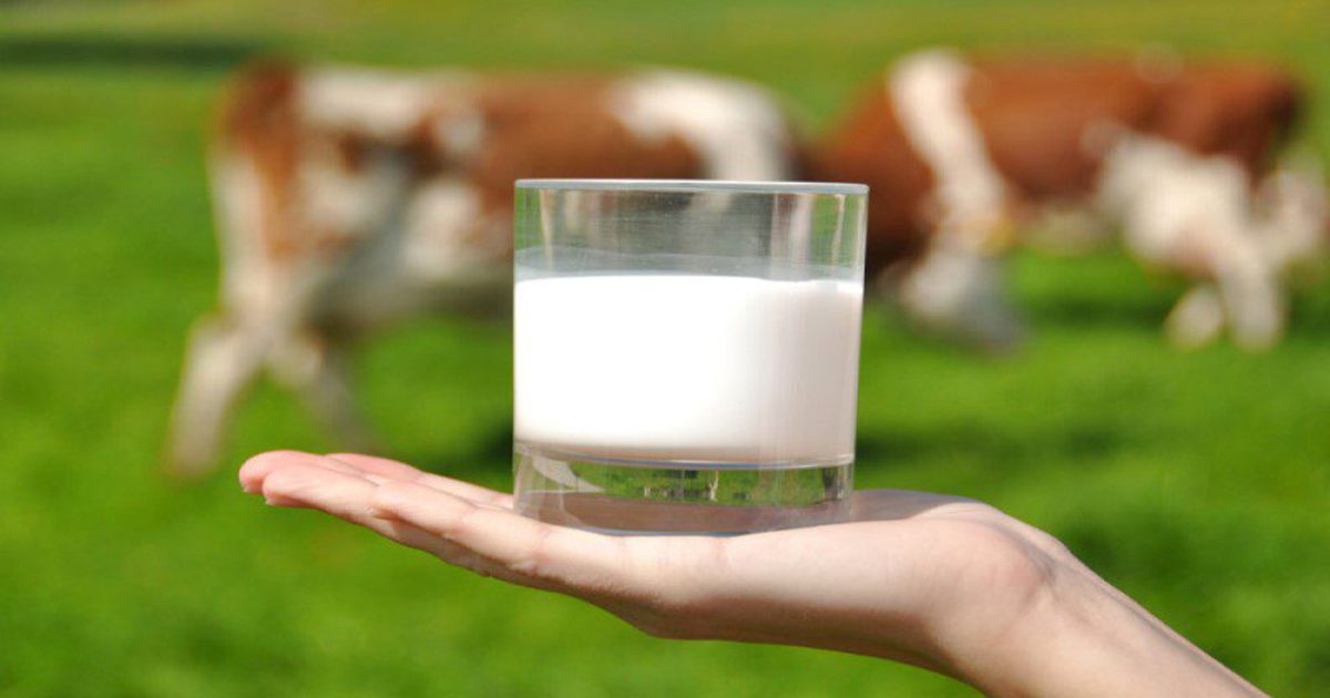 Cómo influye el tipo de alimentación de las vacas en la producción de ...